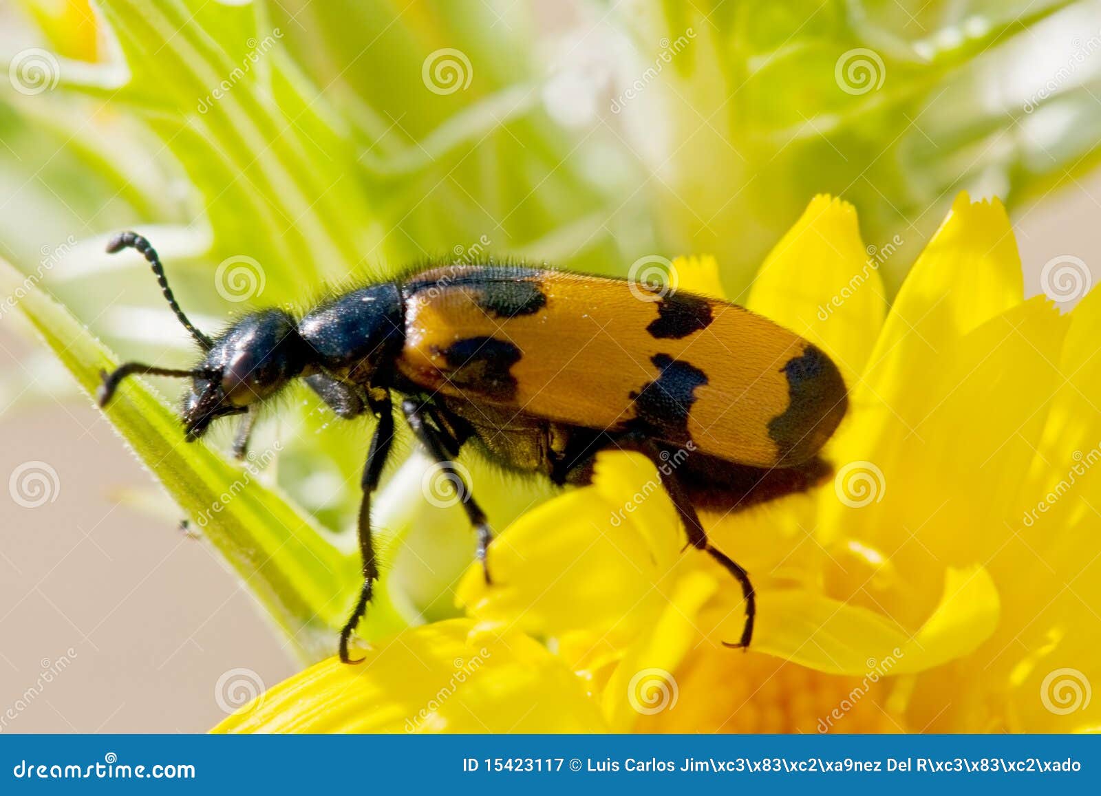 Flying insect stock image. Image of wings, culicidae - 15423117