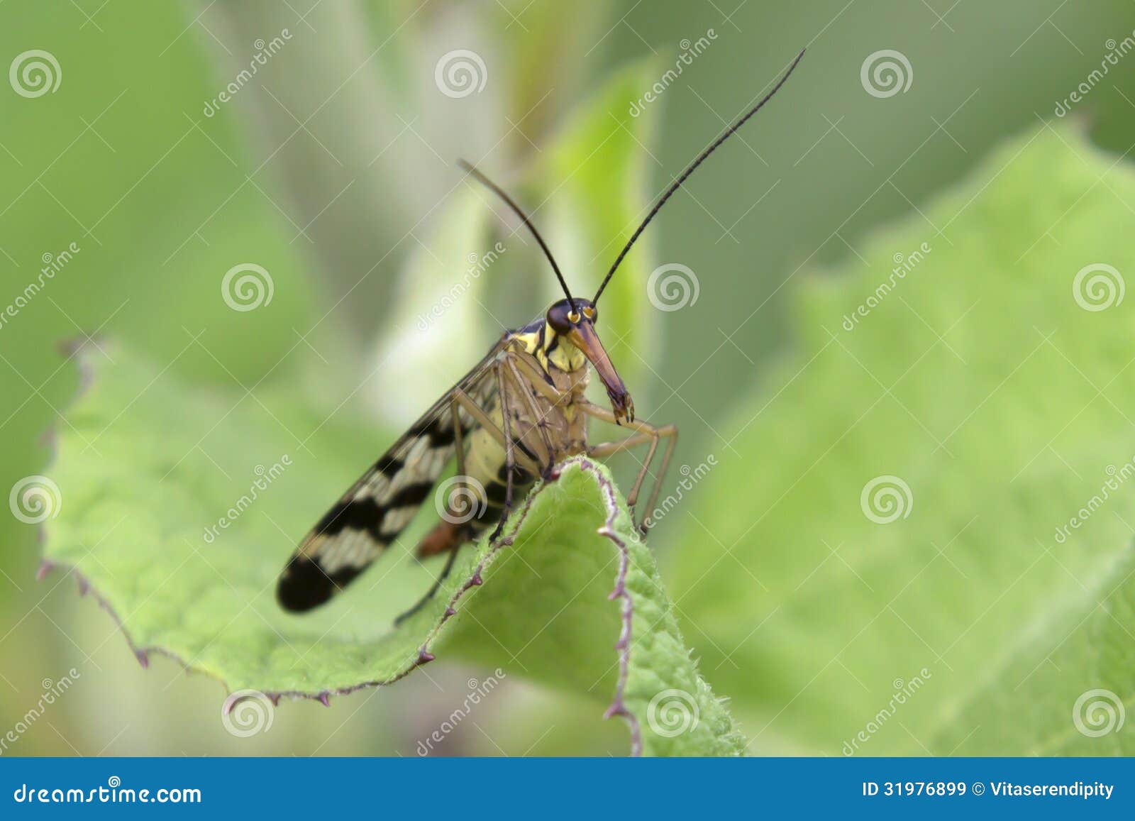 Scorpionfly female stock image. Image of speckled, beak - 31976899