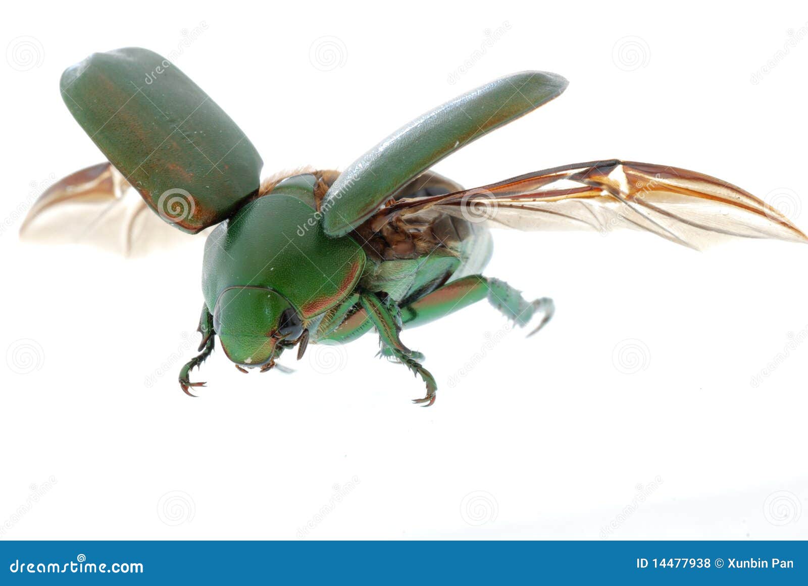 Flying Beetle Insect