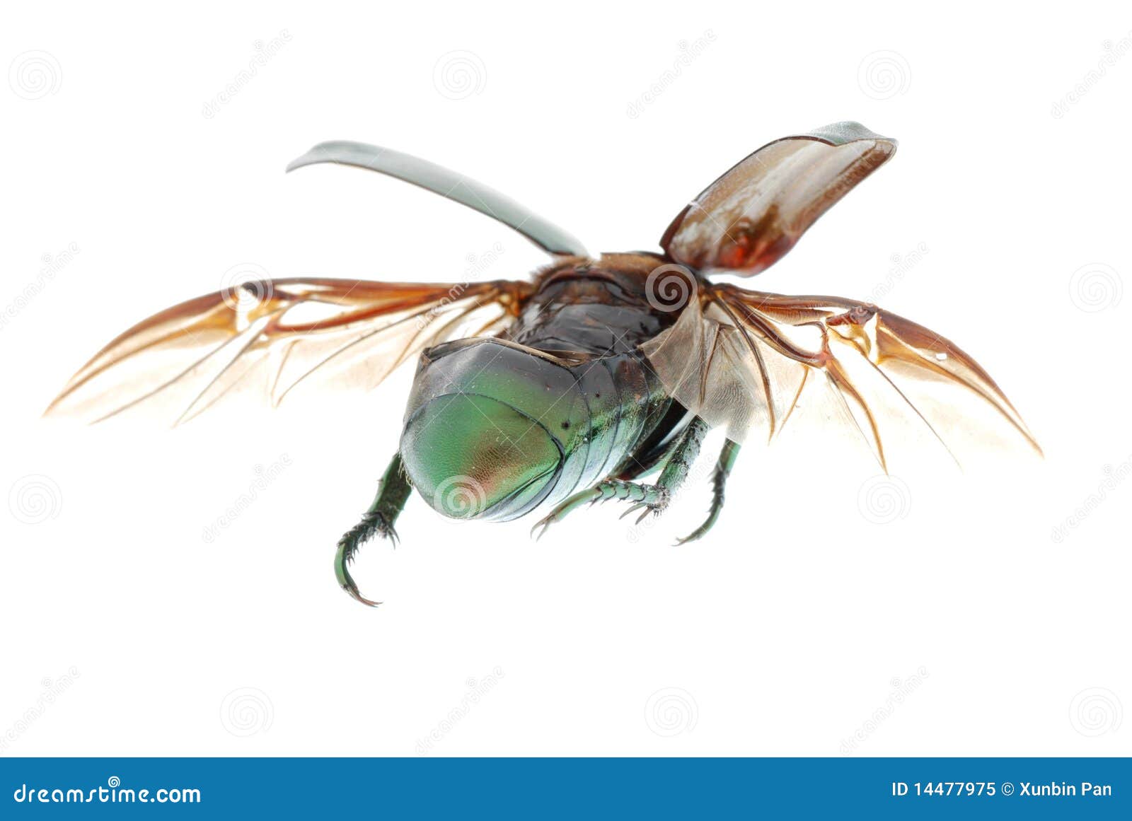 Big Flying Insect Get Killed By Deadly Trap Spider Web On A Glass ...