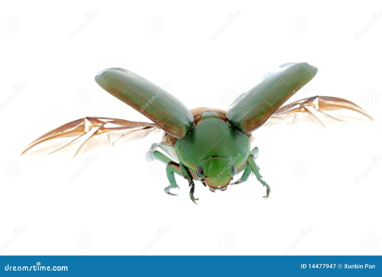 Flying Insect Beetle Isolated Stock Image - Image of bright, macro ...