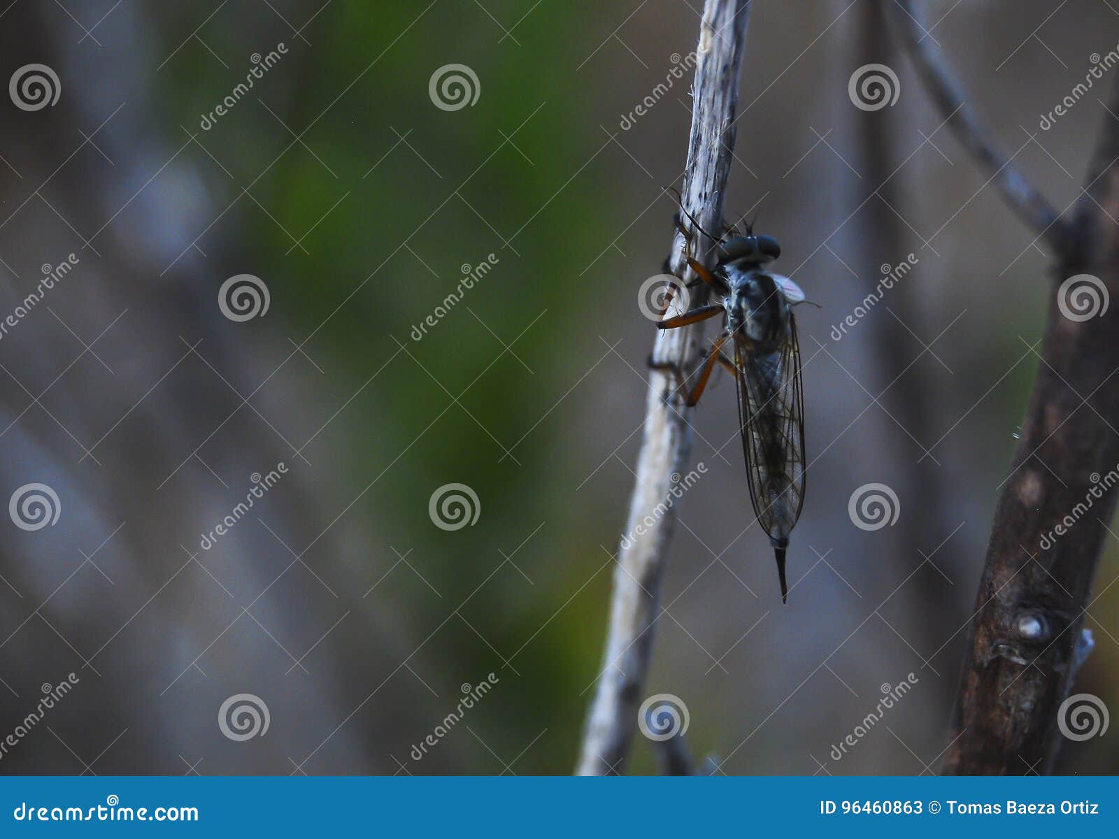 Flying insect stock image. Image of flying, plant, blue - 96460863