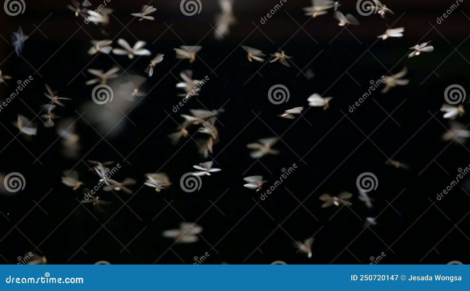 Flying Insect Dark Night, Mayfly Flying Around the Light Stock Video ...