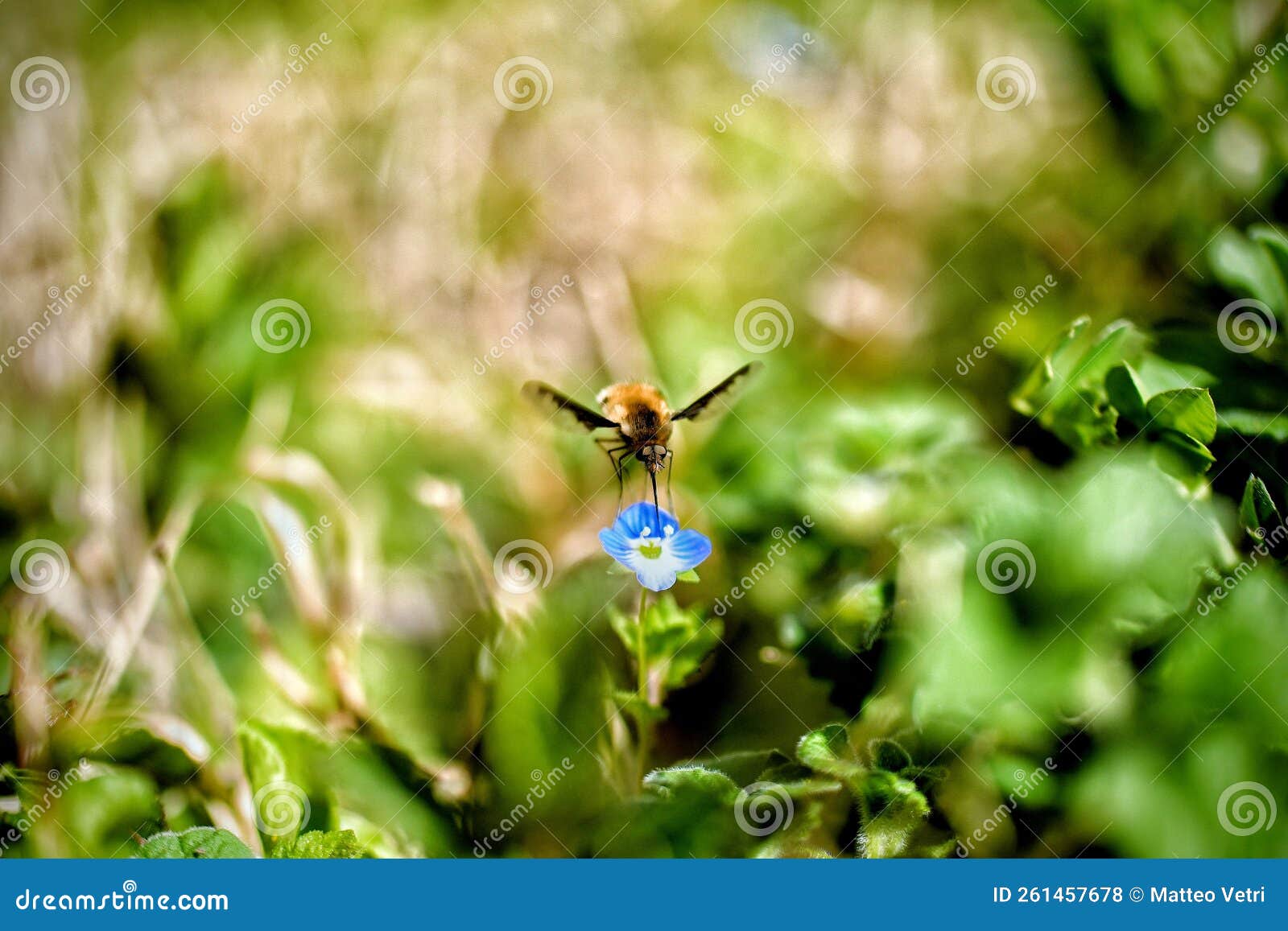 Flying Insect Feeds on Blue Flower Stock Photo - Image of gallio ...