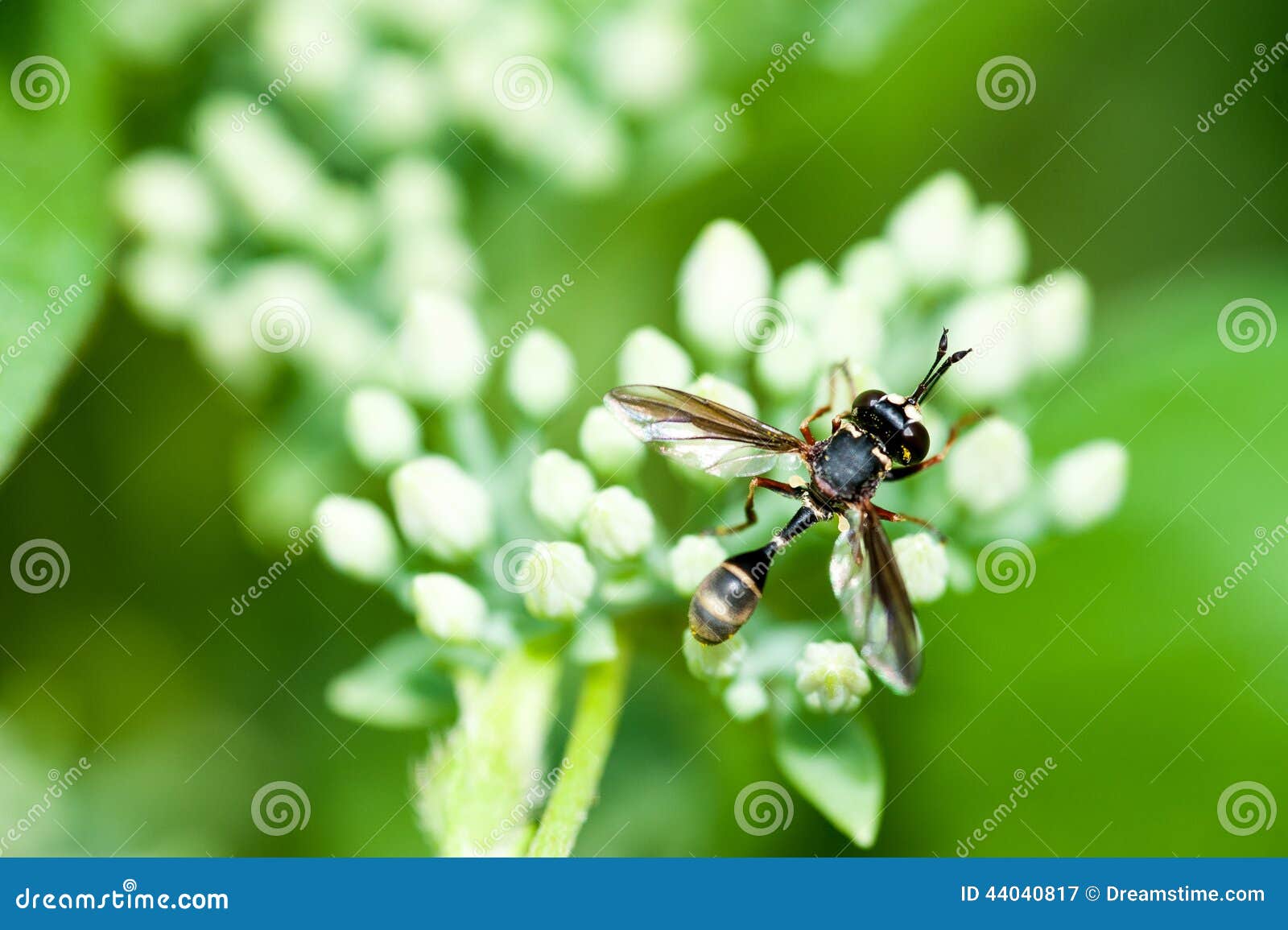 Flying Insect on Flower stock image. Image of closeup - 44040817