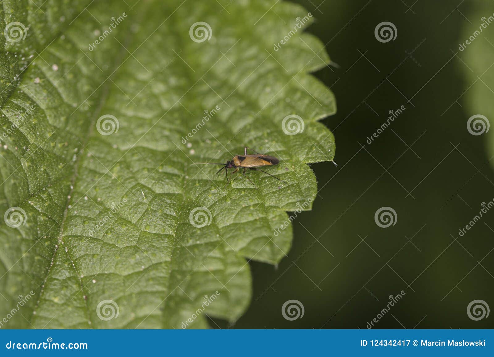 Flying Insect on the Grass, View from Above Stock Image - Image of ...