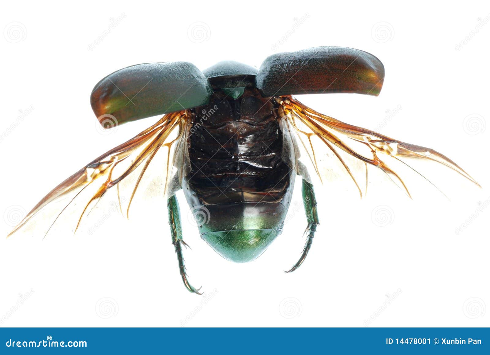 Big Flying Insect Get Killed By Deadly Trap Spider Web On A Glass ...