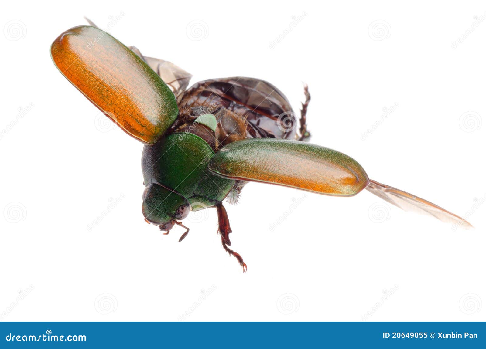 Flying Insect Scarab Beetle Stock Image - Image of nature, close: 20649055