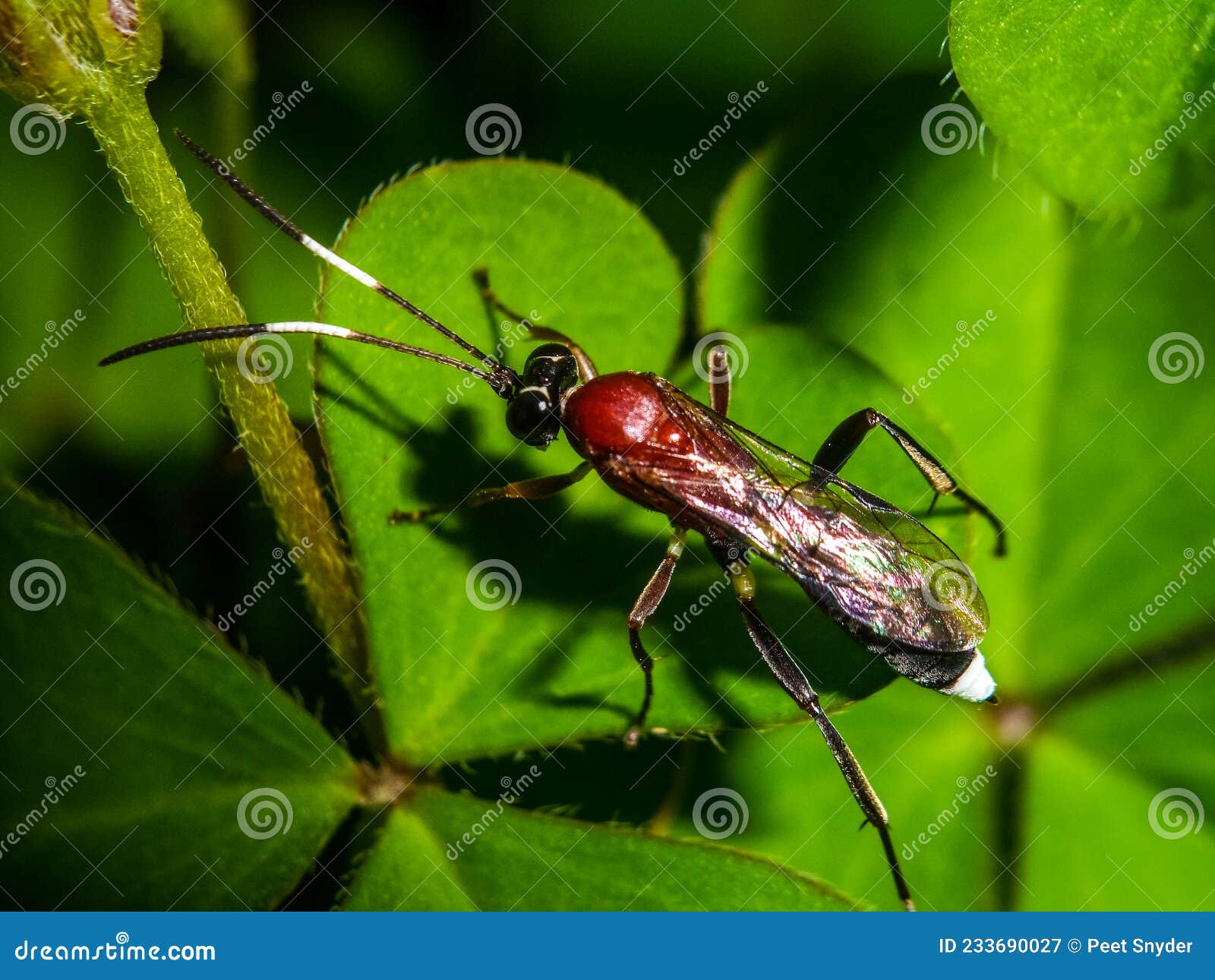 Flying Insect Sitting on a Clover Leaf Stock Image - Image of clover ...