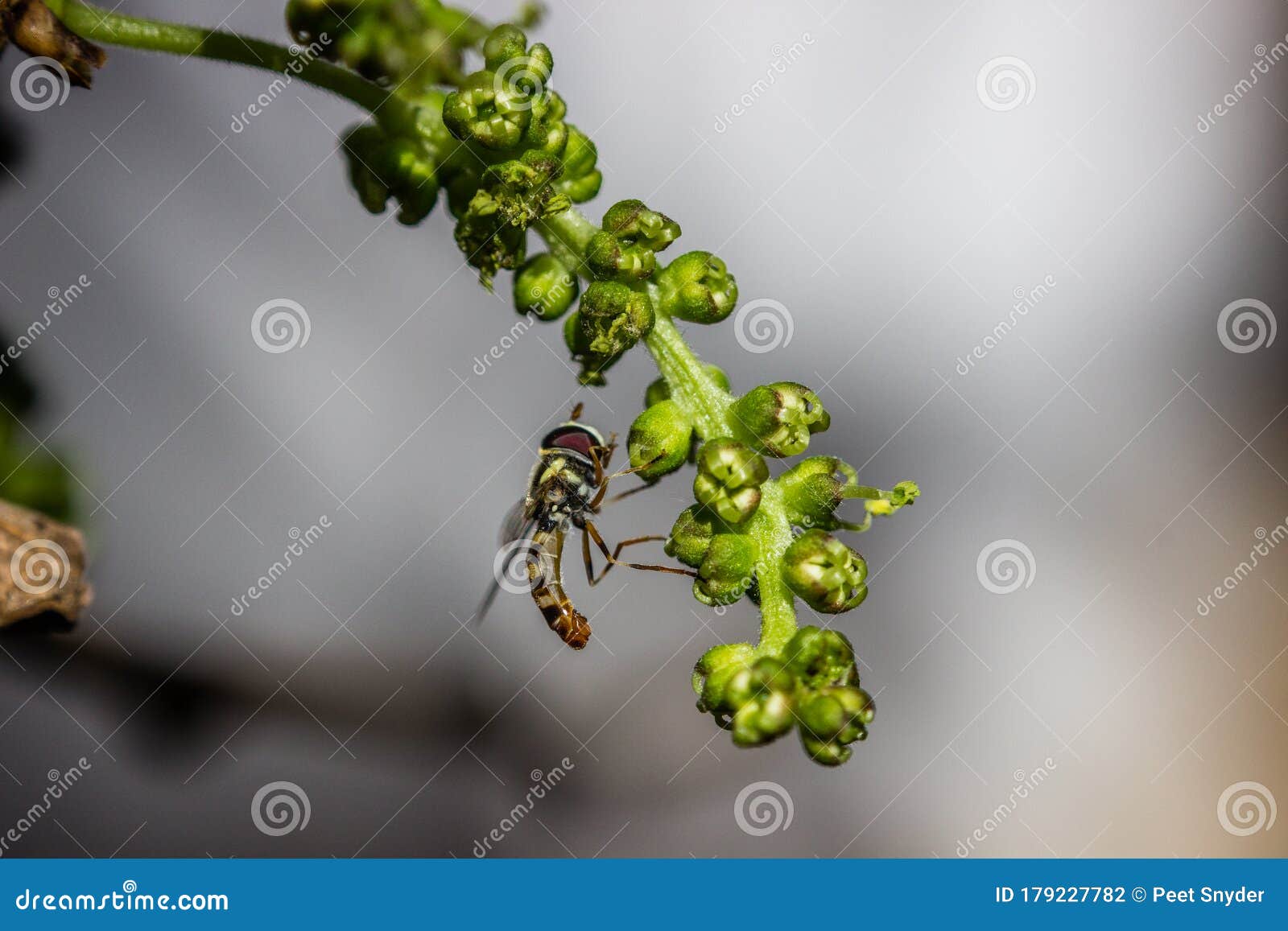 Flying Insect Sitting on Green Plant Part Stock Photo - Image of tree ...