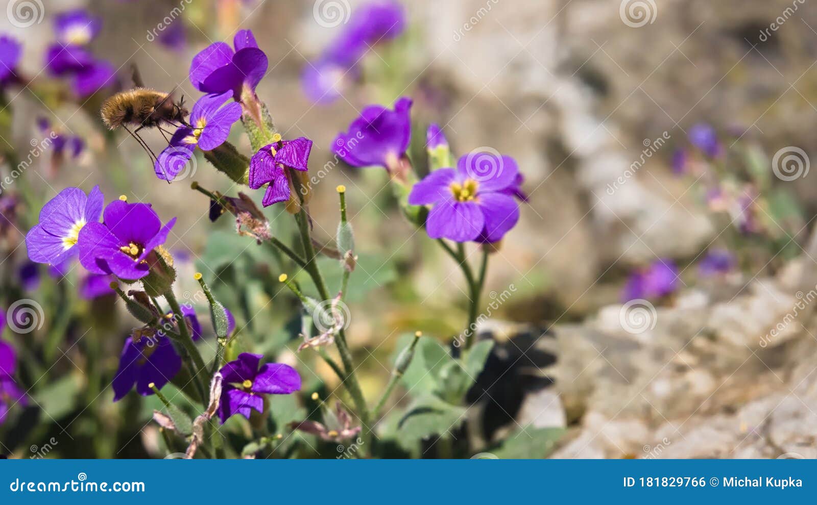 Flying Insect Sucks Nectar from the Flower Stock Photo - Image of macro ...