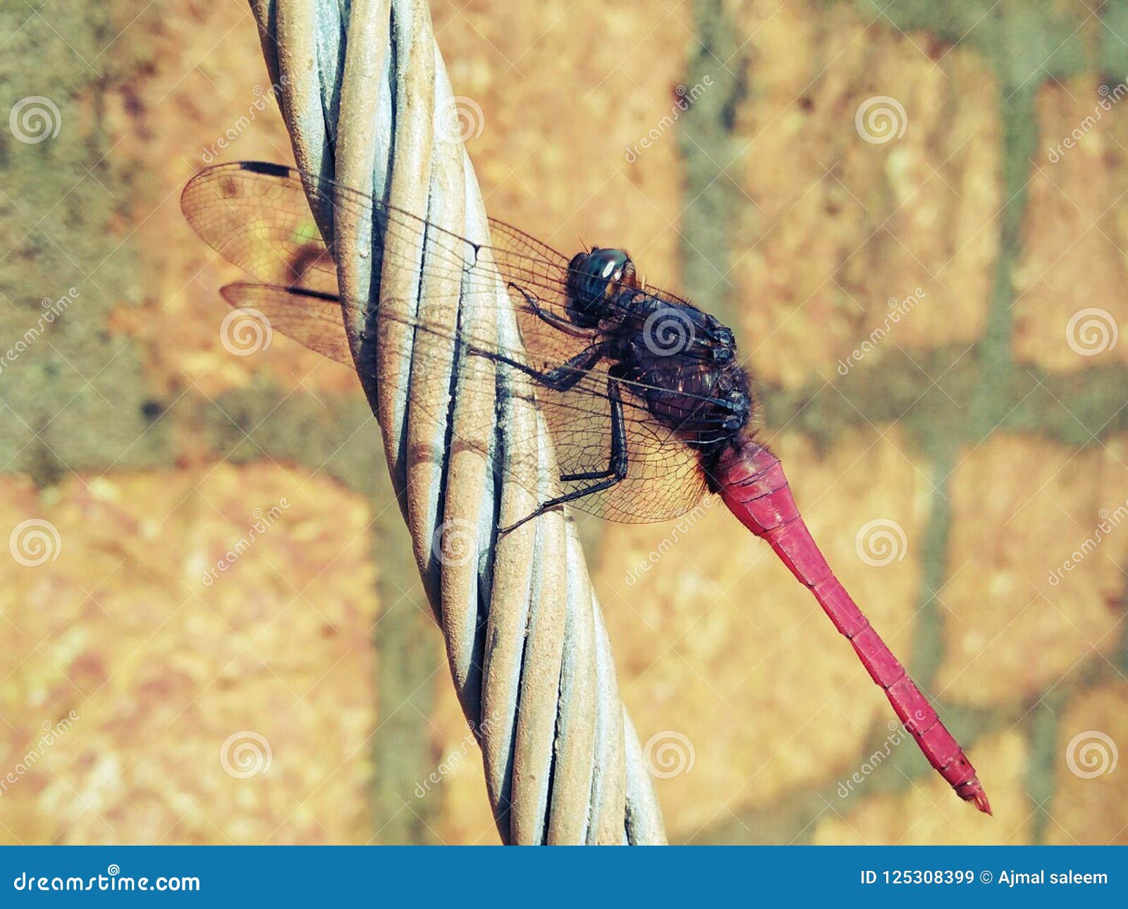 Flying Insects Royalty-Free Stock Image | CartoonDealer.com #222806446