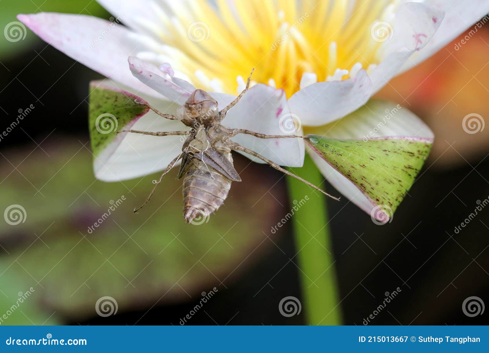 Flying Insects Have Sharp, Hook-like Legs. Affixed To the Petals of the ...