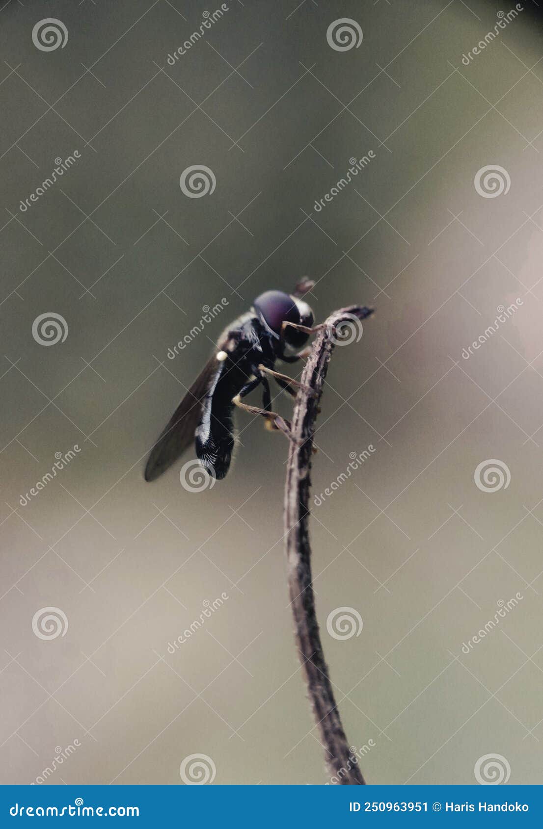 Flying Insects Perch on Dead Stems Stock Image - Image of leaf, insects ...