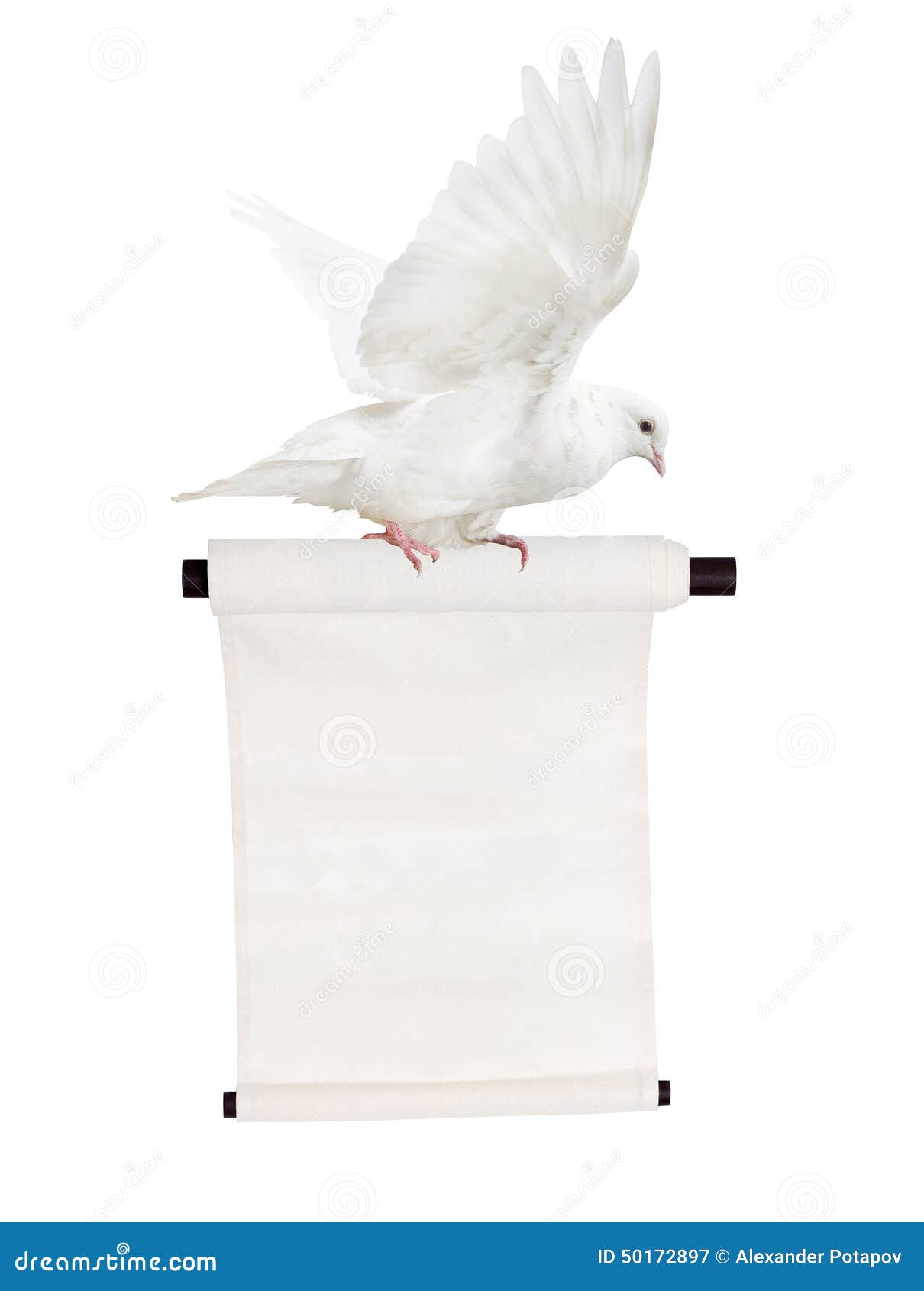 Flying Isolated White Dove with Scroll Stock Image - Image of ribbon ...