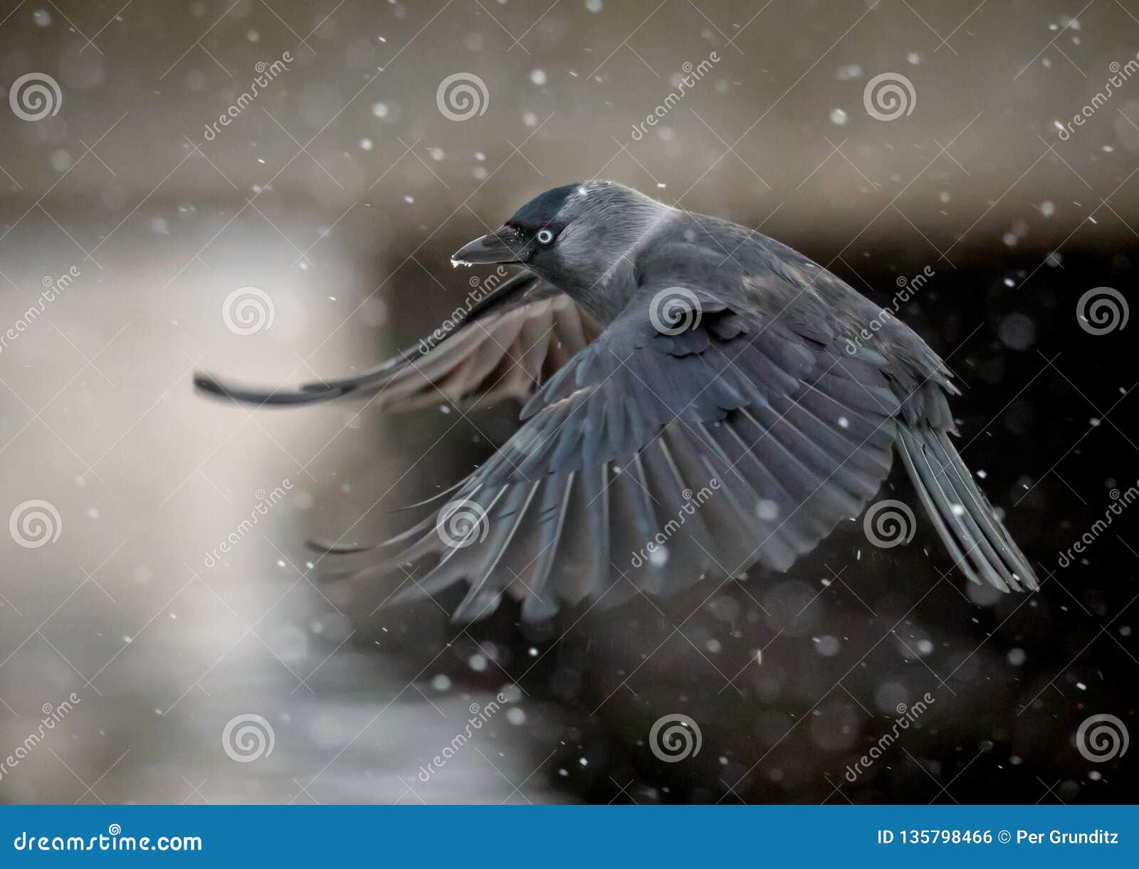 Flying Jackdaw Crow in Heavy Snowfall Stock Photo - Image of outdoors ...
