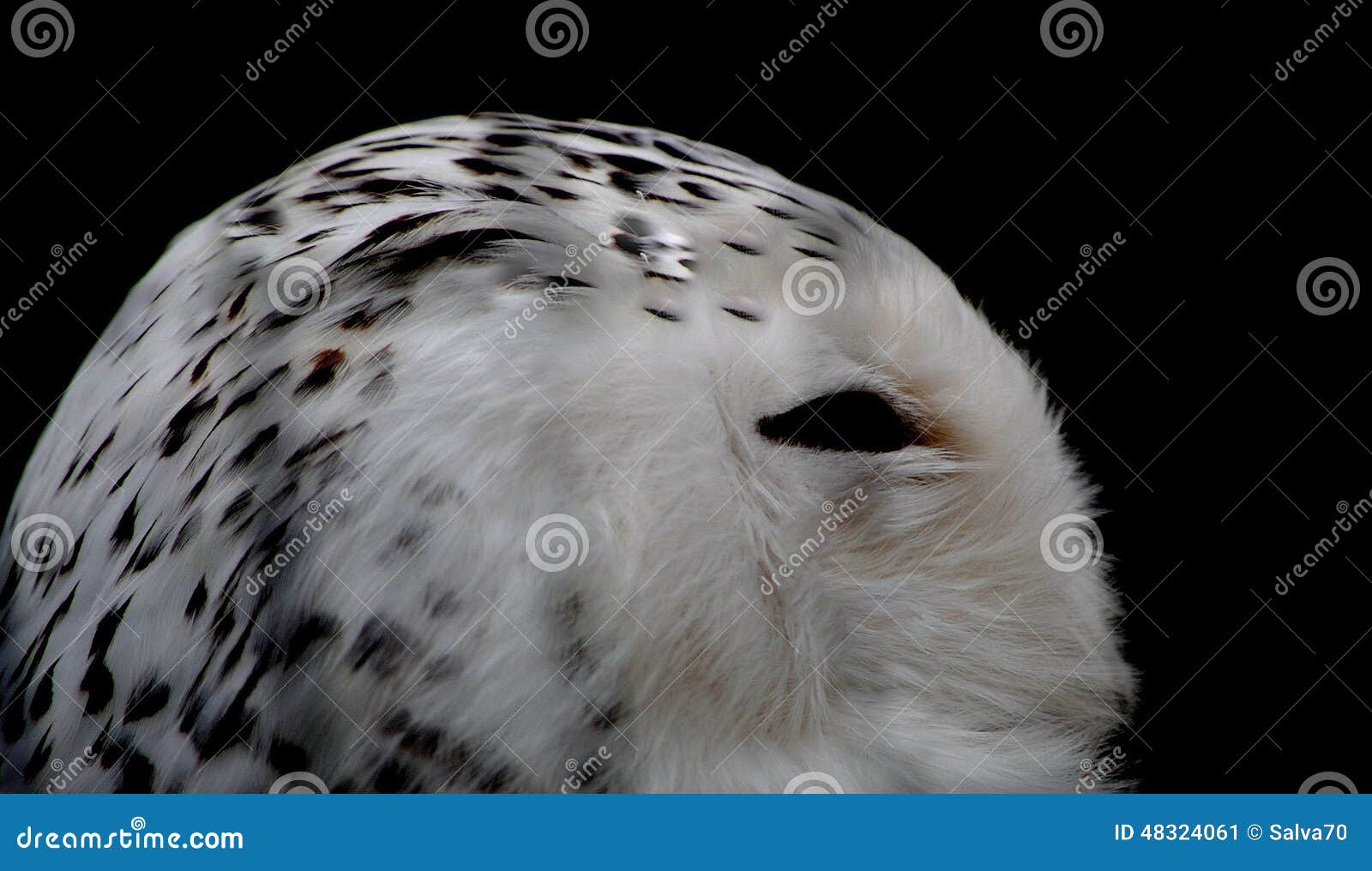 Flying killer stock image. Image of night, predator, killers - 48324061