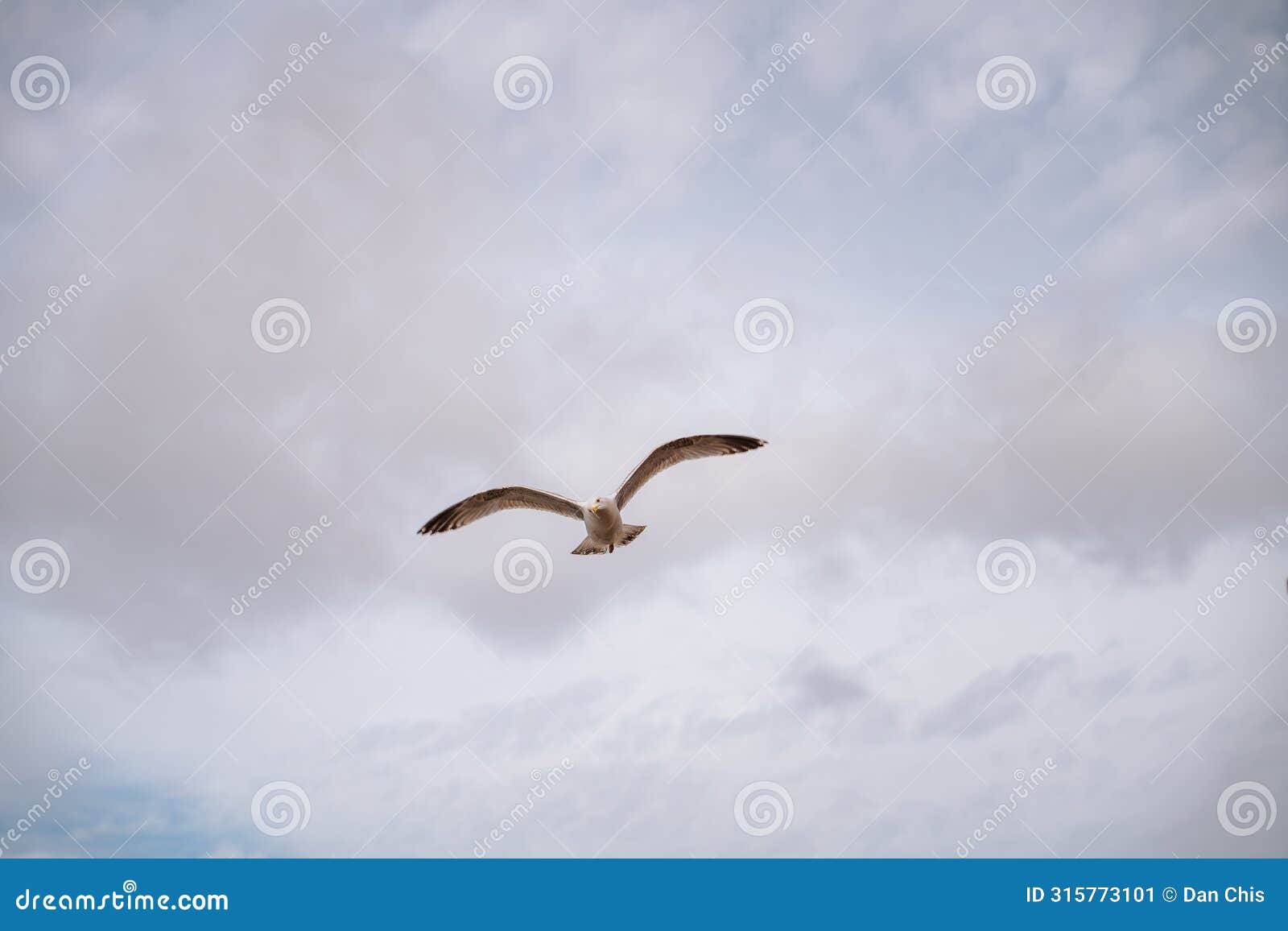 A Kingfisher Flying Low Over the Albert Dock in Liverpool Looks ...