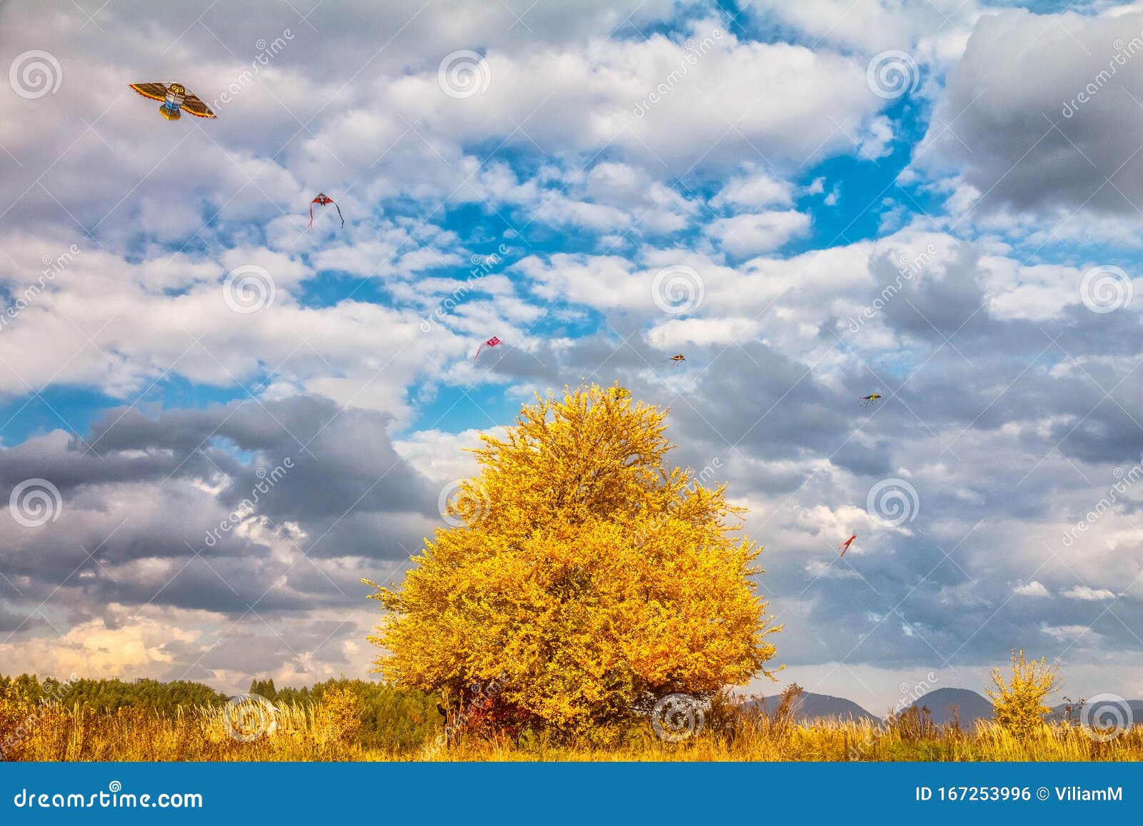 Flying Kites Over a Tree in Autumn Stock Photo - Image of high, outdoor ...