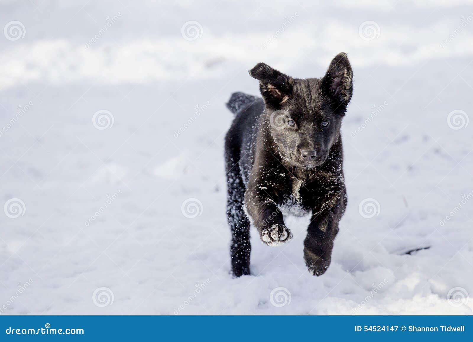 Flying labrador stock image. Image of pure, happy, active - 54524147