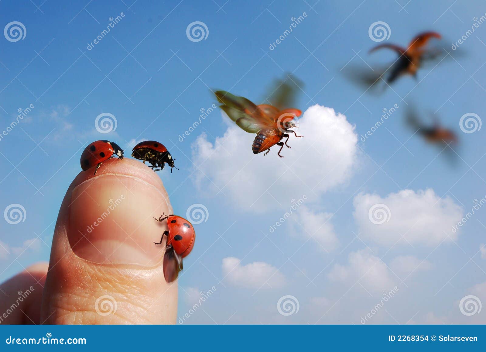 Flying Ladybirds stock photo. Image of legs, summer, beauty - 2268354