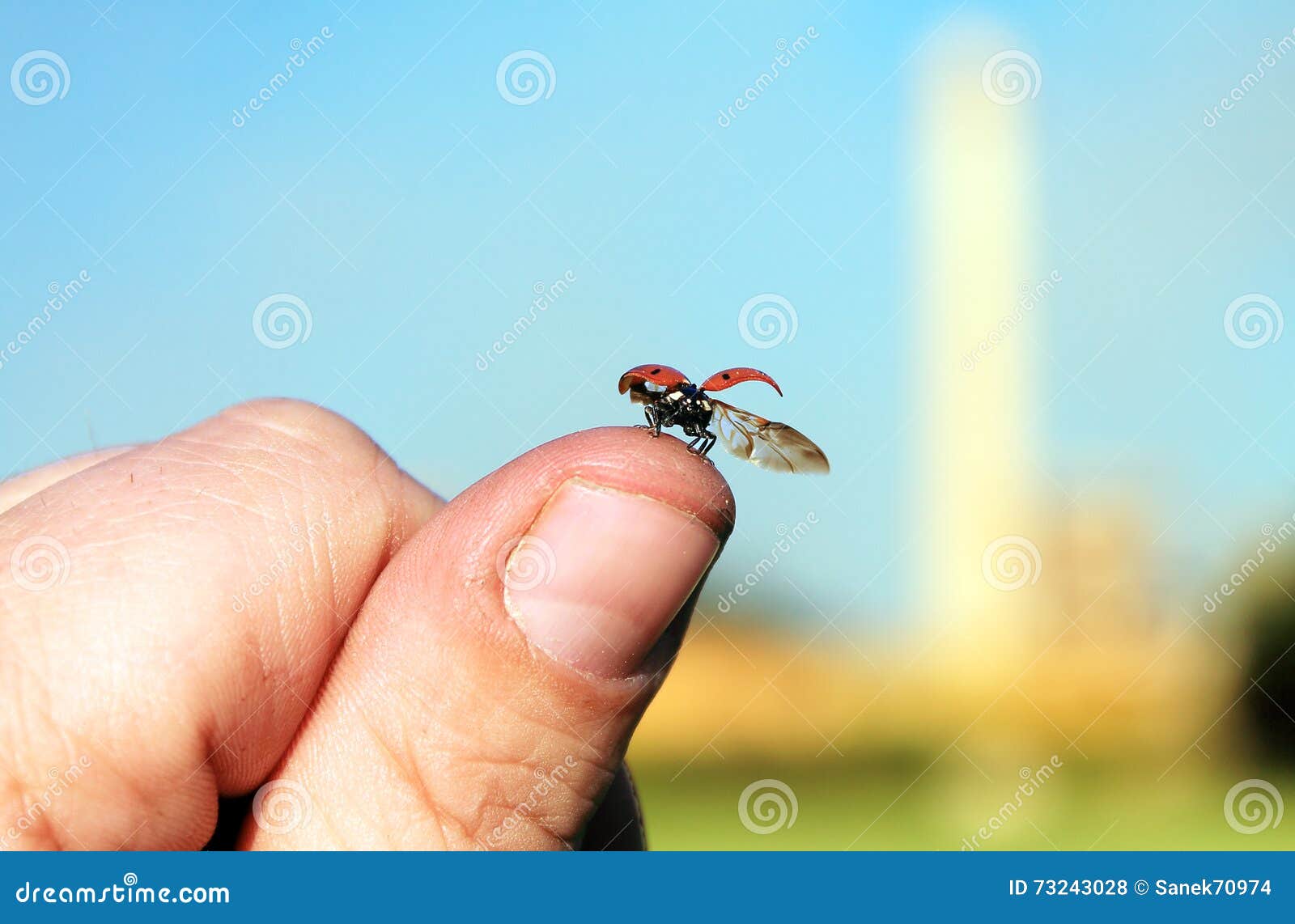 Flying ladybug stock photo. Image of nature, flying, spot - 73243028