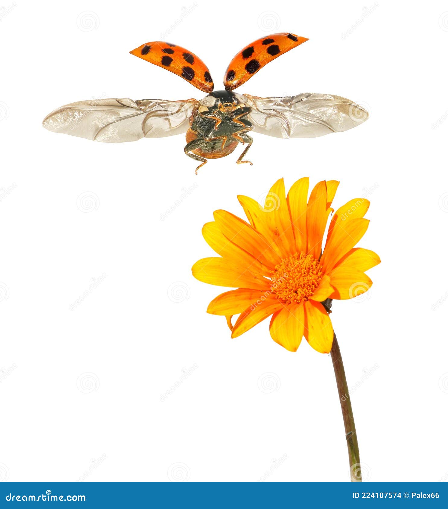 Flying Ladybug and Yellow Flower Stock Photo - Image of gravitation ...