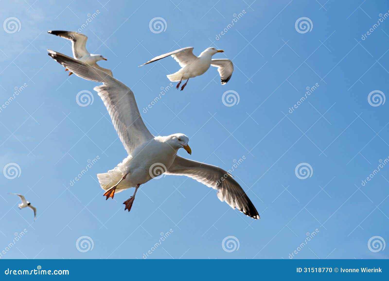 Flying Larus stock photo. Image of blue, birds, gull - 31518770