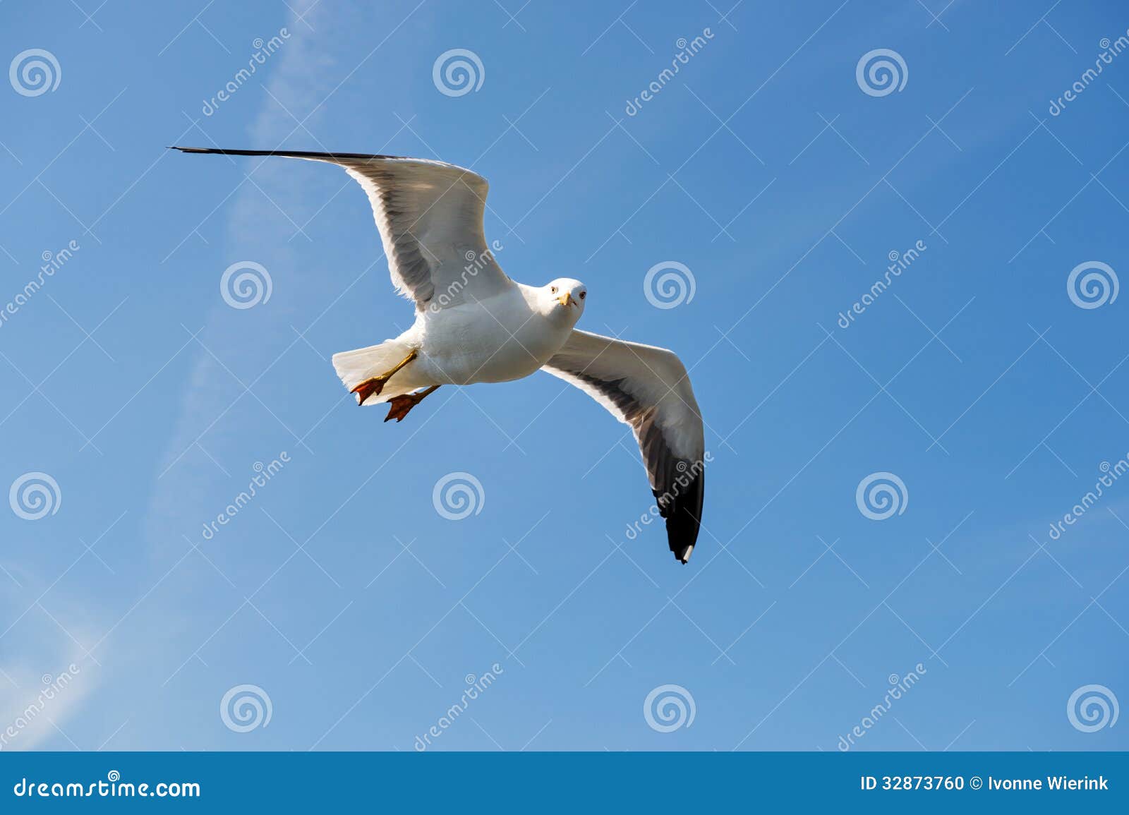 Flying Larus stock photo. Image of bird, gull, white - 32873760