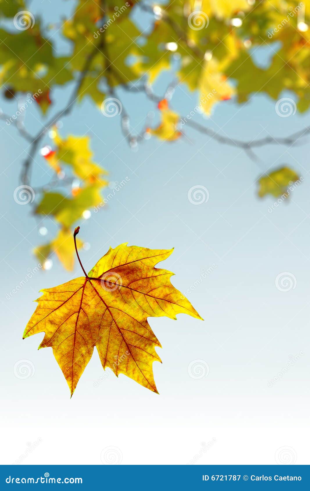 Flying Leaf stock image. Image of contryside, bush, fall - 6721787