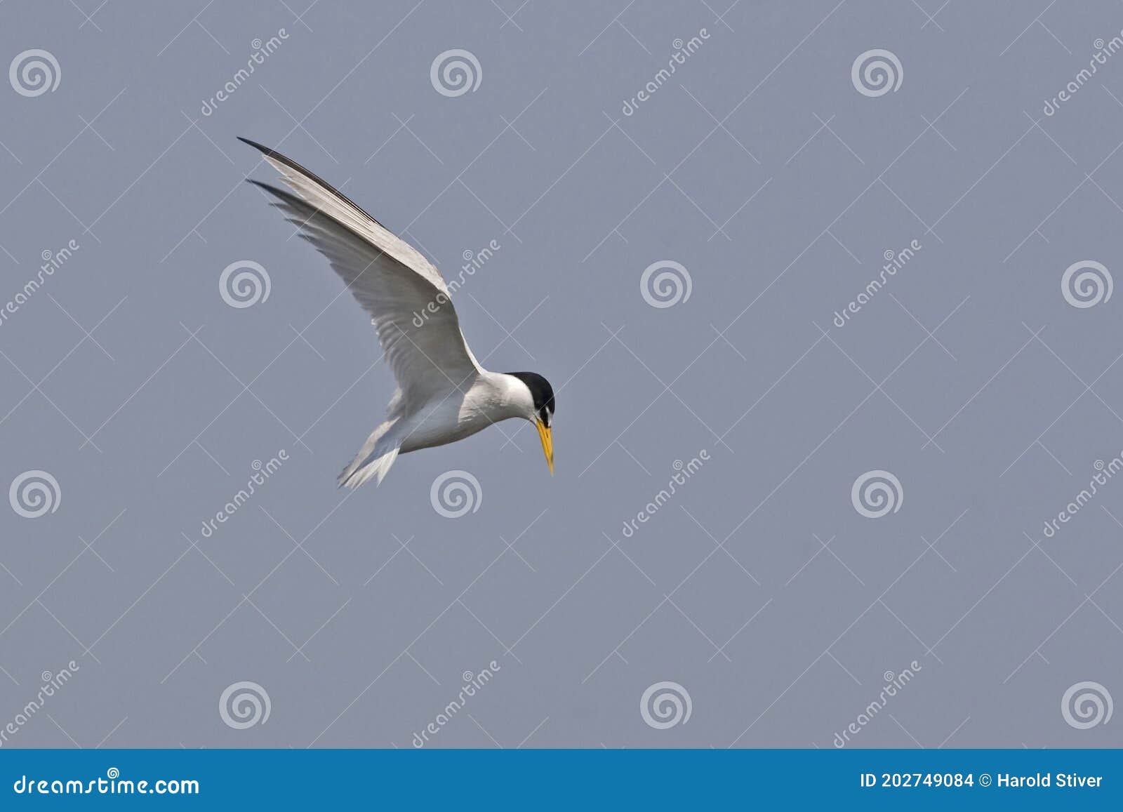 Flying Least Tern, Sternula Antillarum Stock Photo - Image of migratory ...
