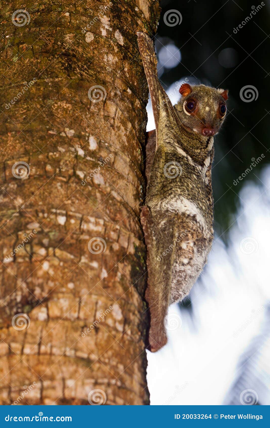 Flying Lemur Hanging on in a Tree in a Tree Stock Photo - Image of wild ...