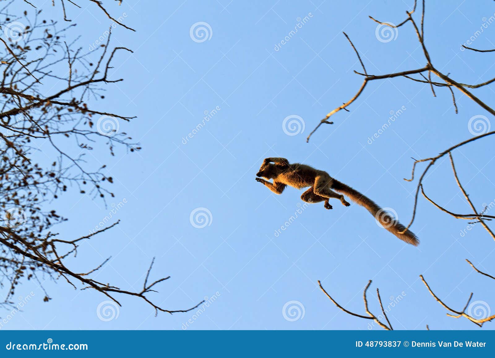Flying lemur stock image. Image of beautiful, lemuridae - 48793837