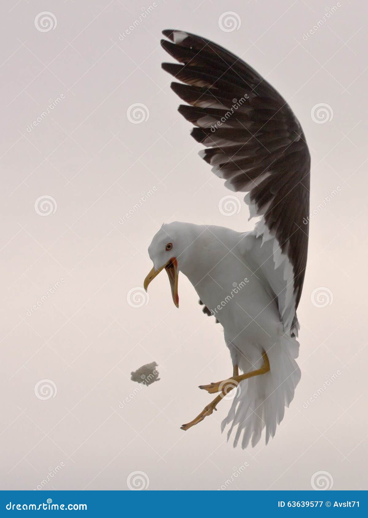 Flying Lesser Black-backed Gull Stock Image - Image of larus, beauty ...