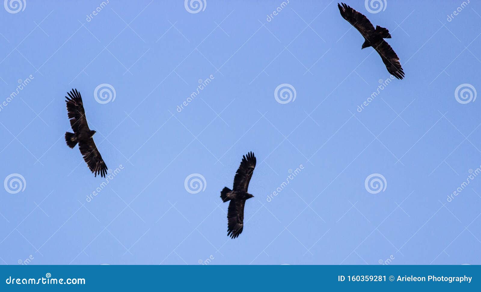 3 Flying Lesser Spotted Eagle Stock Image - Image of nature, bird ...