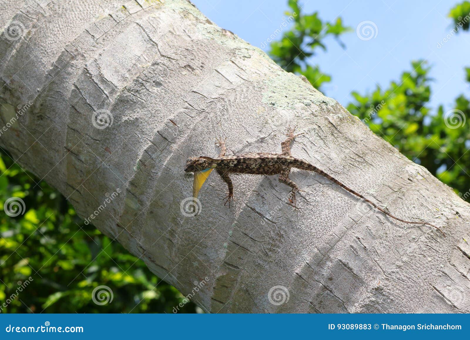 Flying Lizard on the Coconut Tree. Stock Image - Image of isolated ...