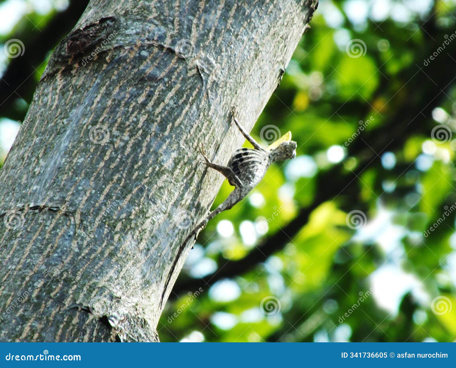A Flying Lizard or Draco Volans is Climbing Up a Tree Trunk. Stock ...