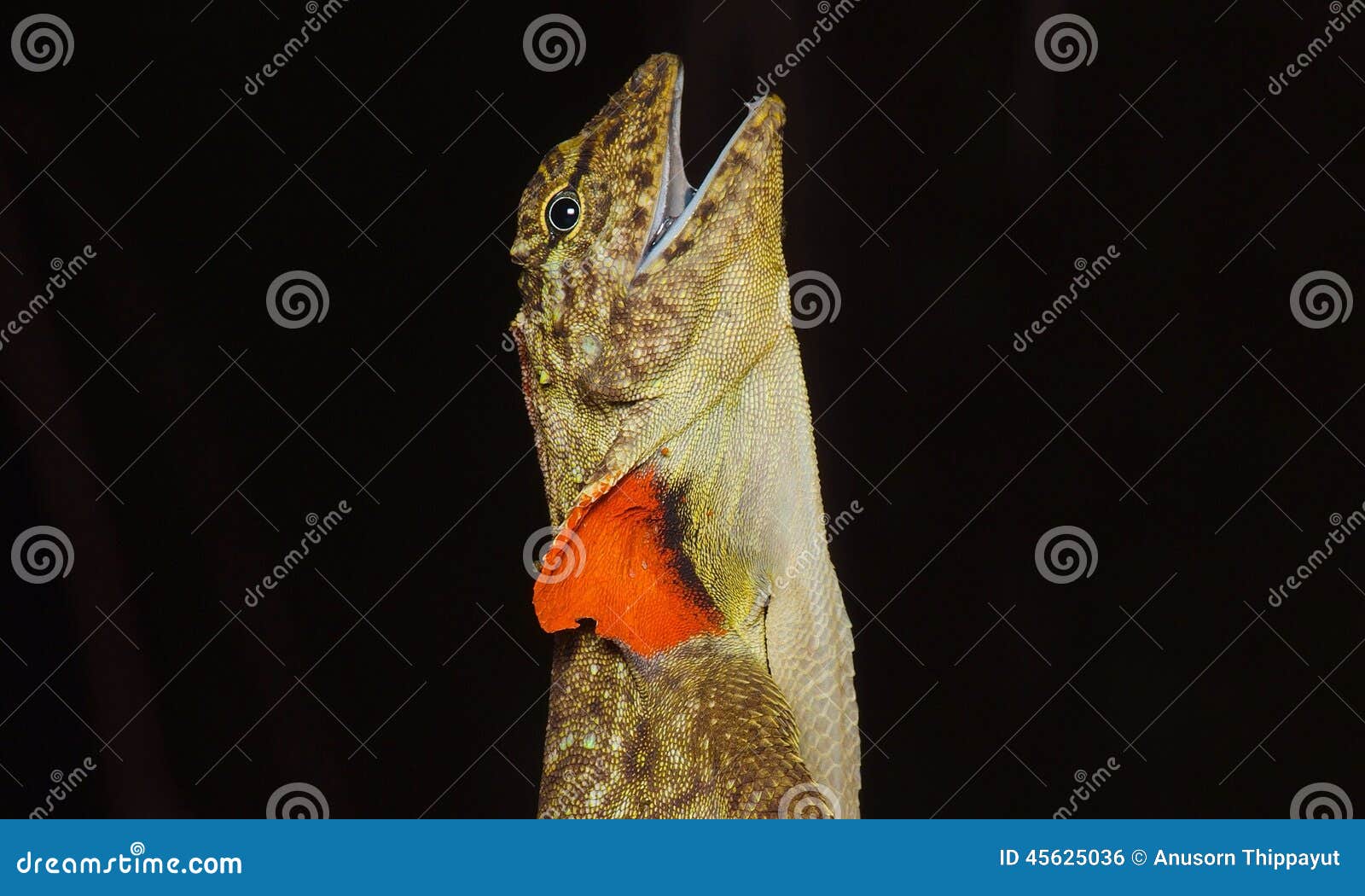 Flying Lizard stock photo. Image of lizard, beautiful - 45625036