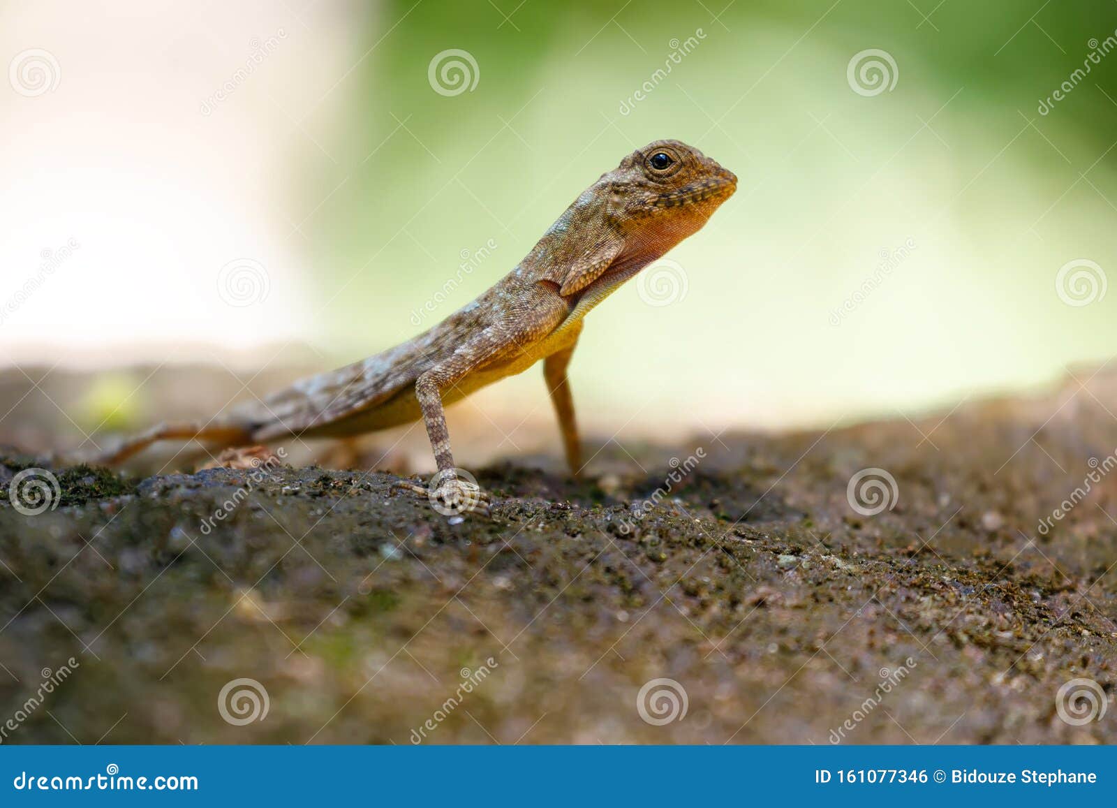 Flying Lizard Standing on a Stone Stock Photo - Image of standing ...