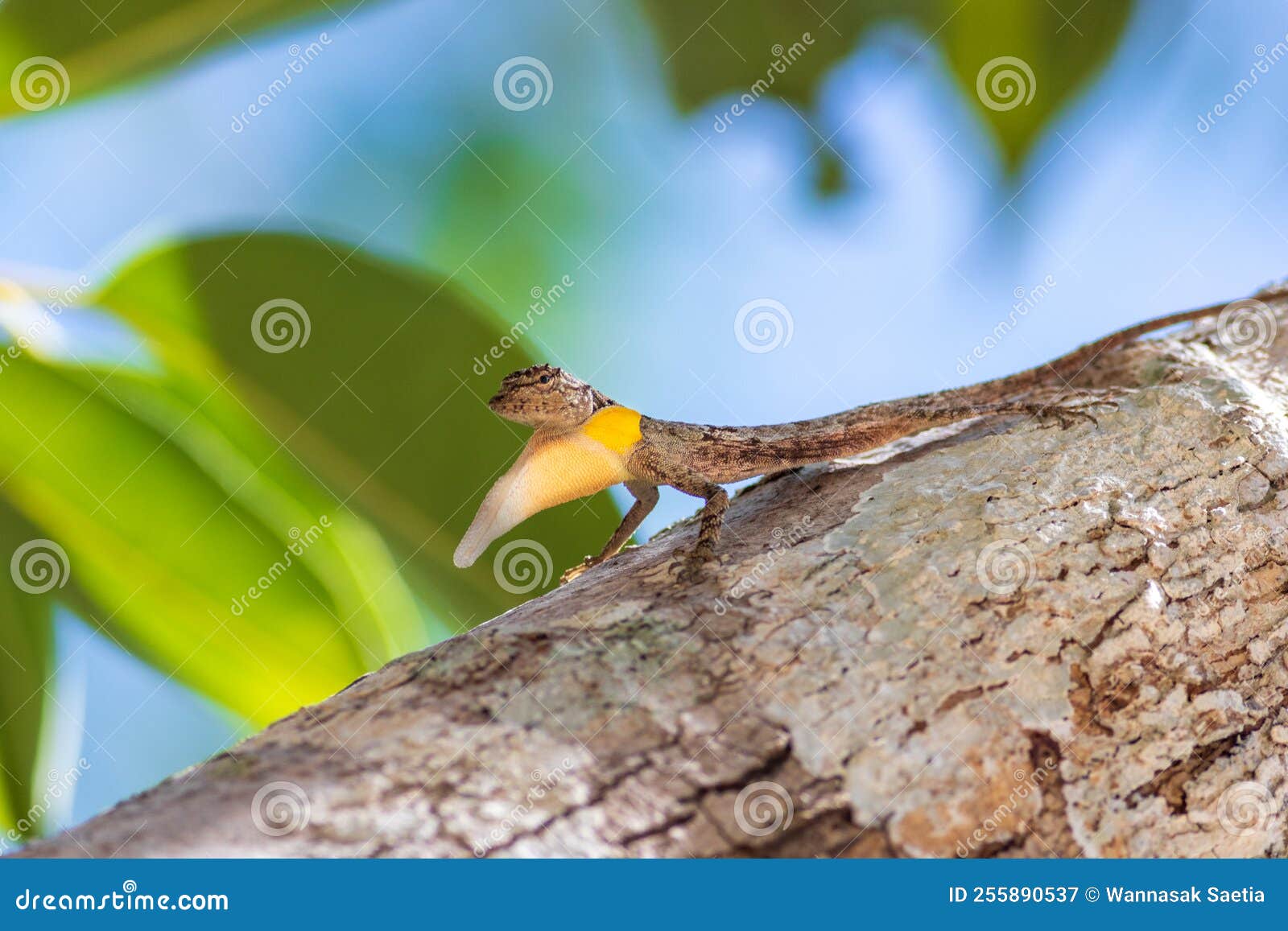Flying Lizard with Yellow Mane Lives in Southeast Asia Stock Image ...