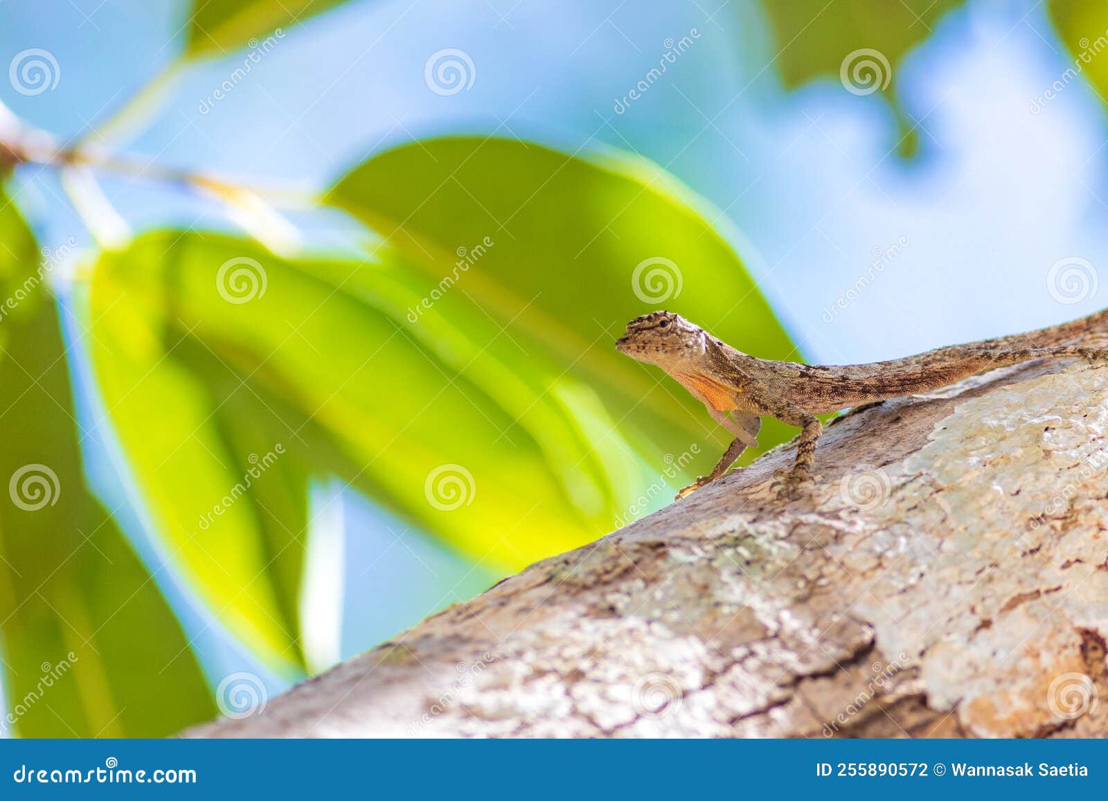 Flying Lizard with Yellow Mane Lives in Southeast Asia Stock Photo ...