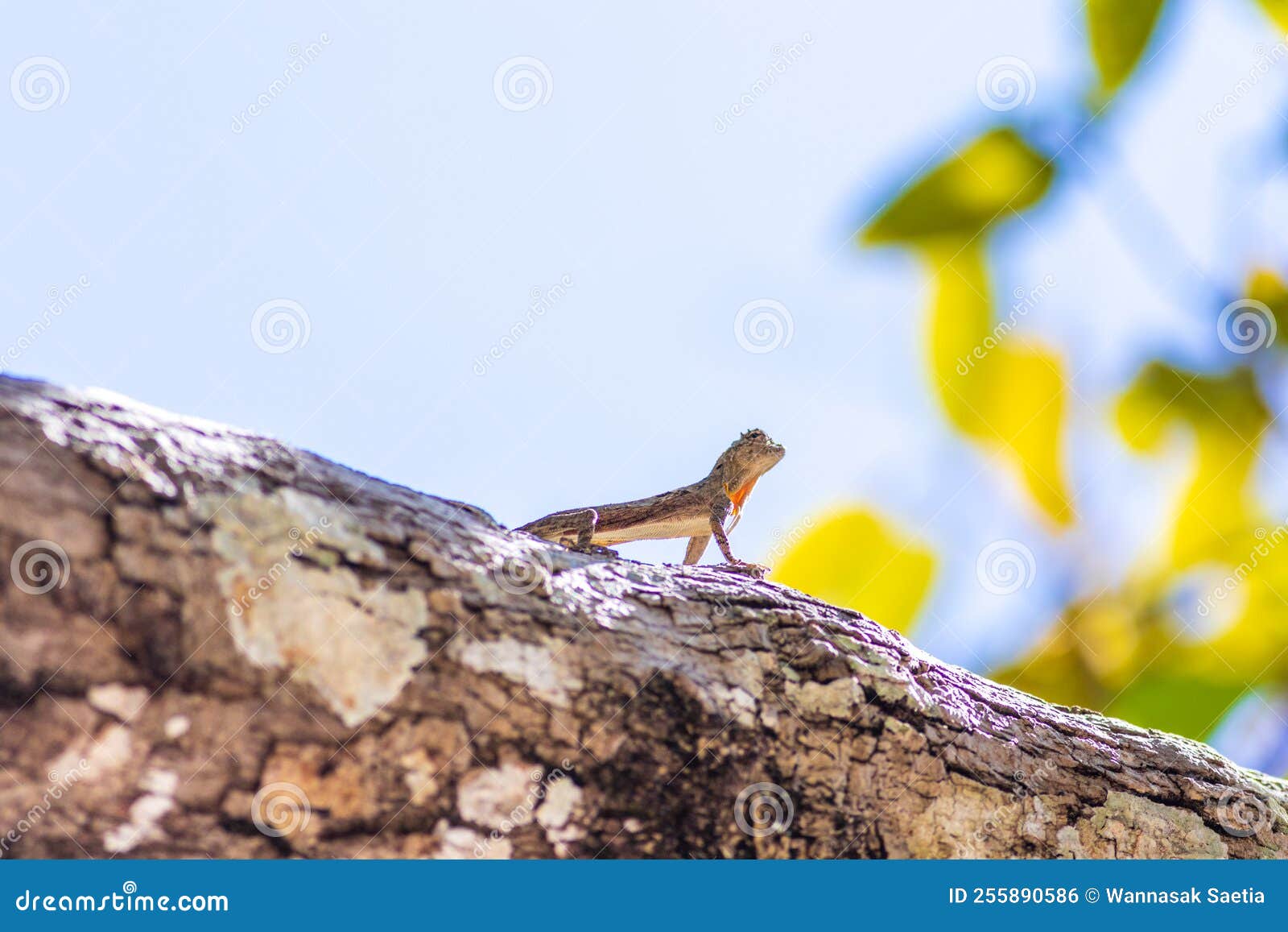 Flying Lizard with Yellow Mane Lives in Southeast Asia Stock Photo ...