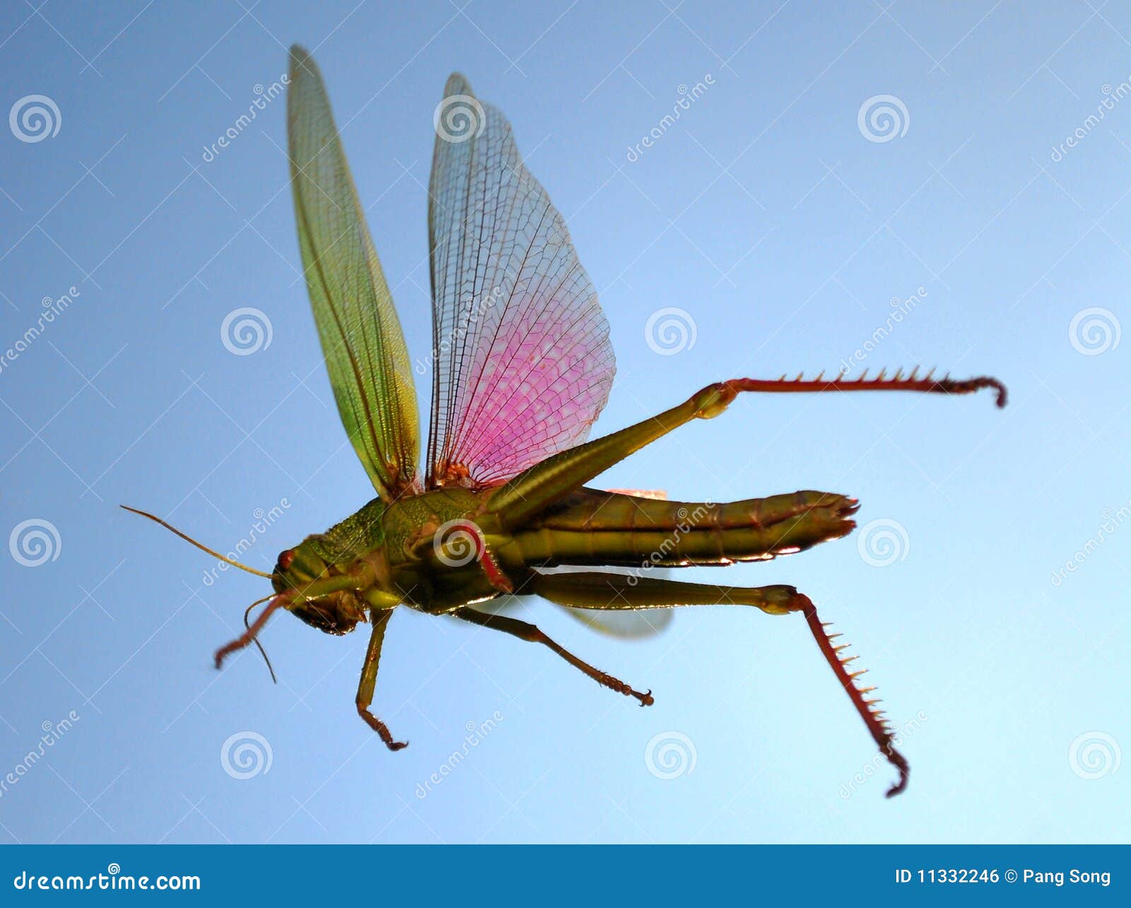 Flying locust stock photo. Image of feet, feeler, sawtooth - 11332246