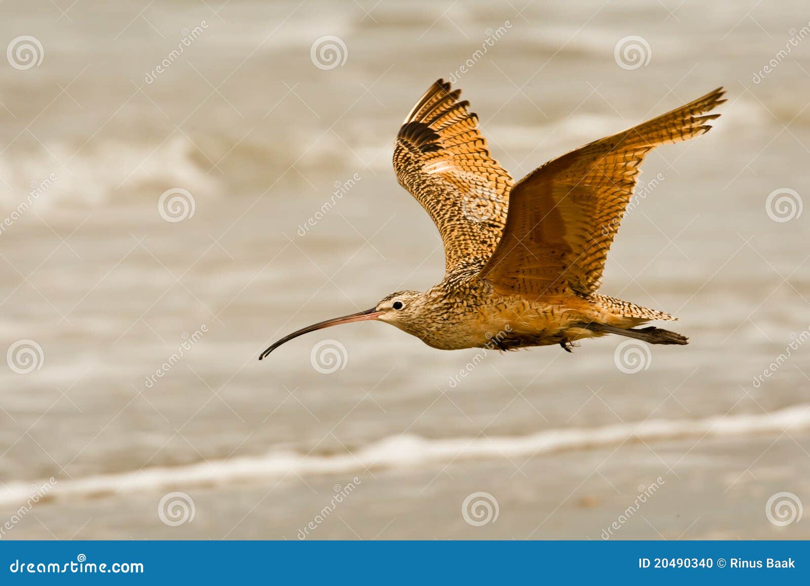 Flying Long Billed Curlew stock photo. Image of numenius - 20490340