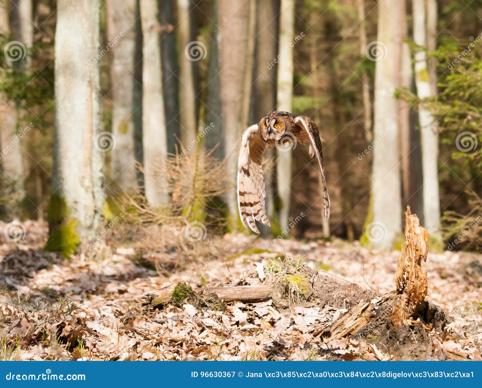 Flying Long-eared Owl Flaping Wings - Asio Otus Stock Image - Image of ...