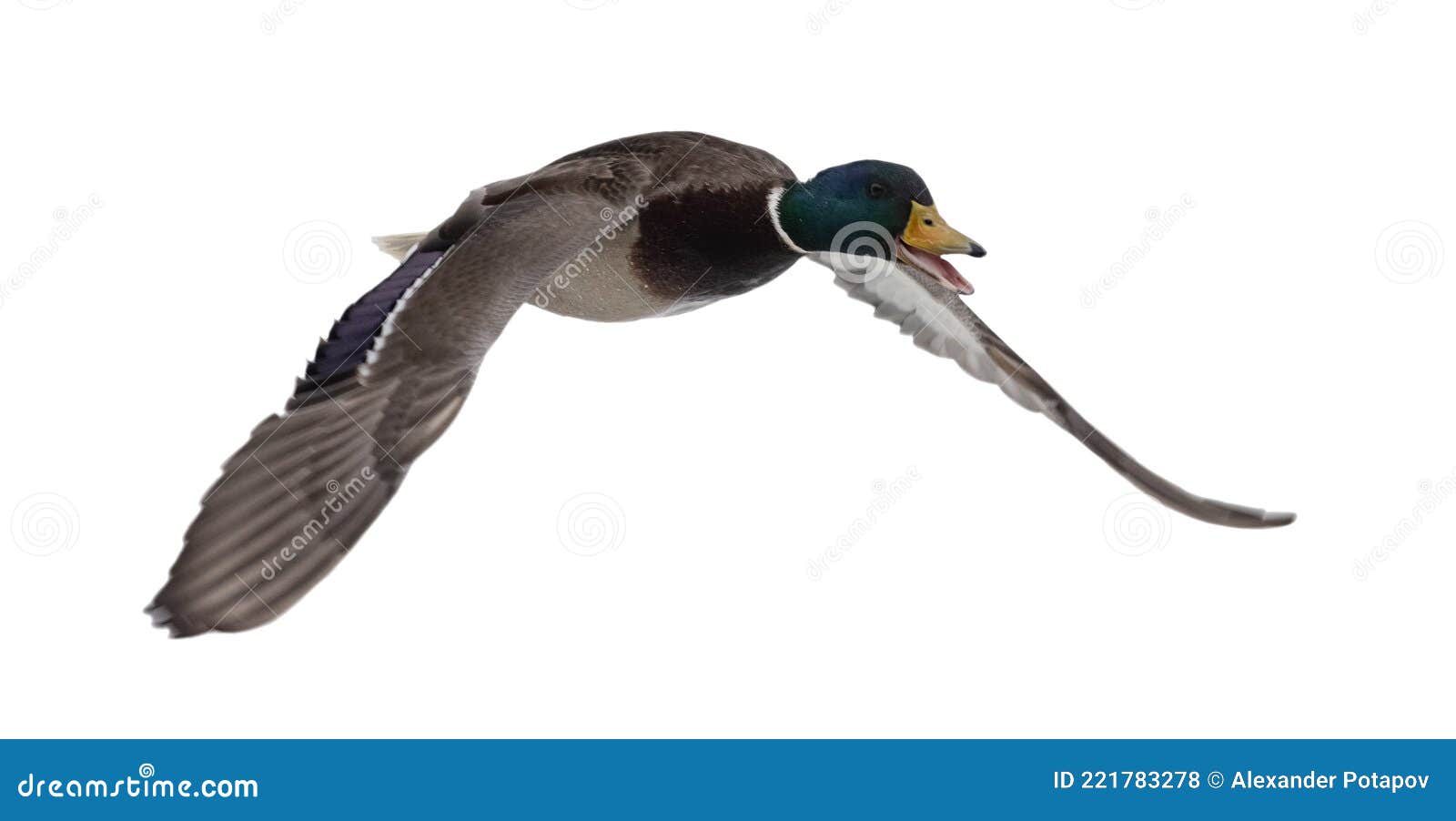 Flying Mallard Duck Drake Isolated On White Royalty-Free Stock Image ...
