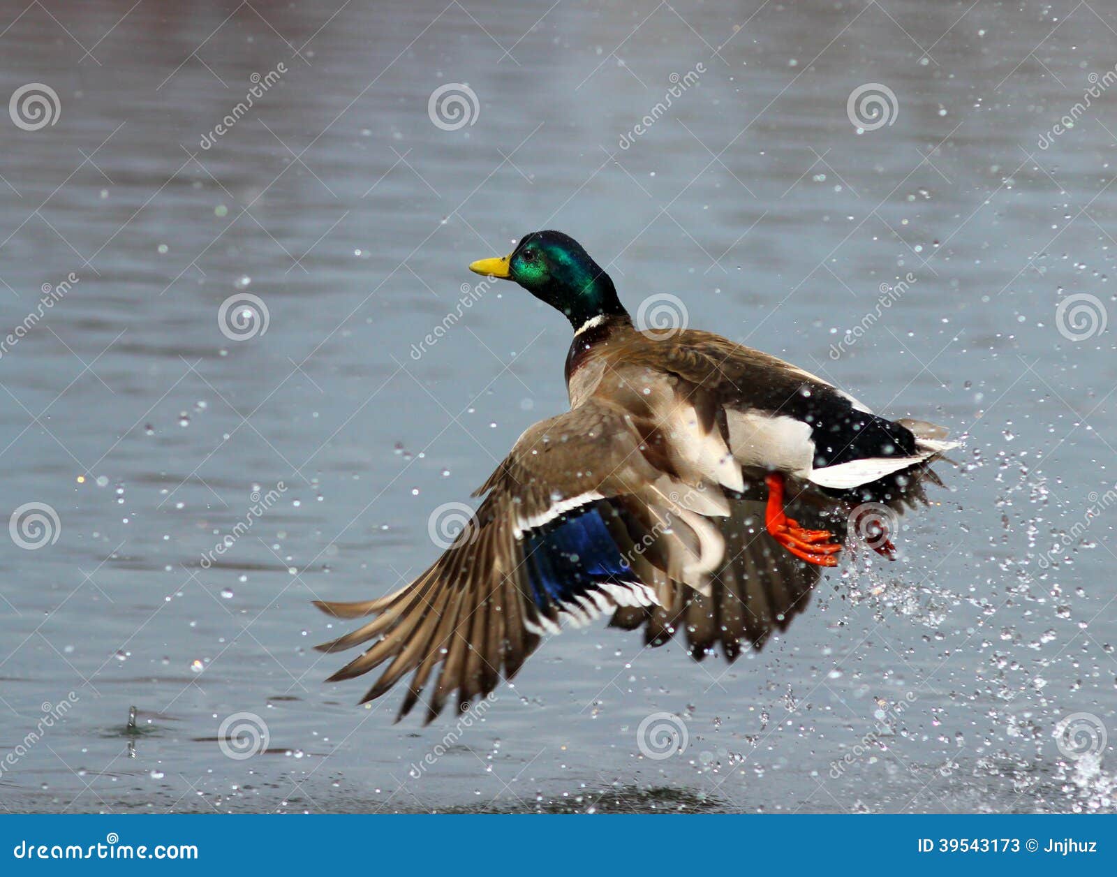 Flying Mallard Duck stock image. Image of water, hunt - 39543173