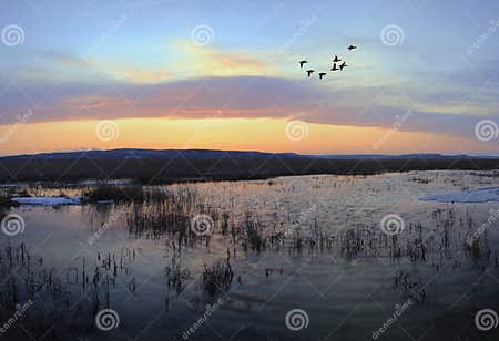 Flying Mallards after Sunset Stock Image - Image of mallard, ducks: 2211927