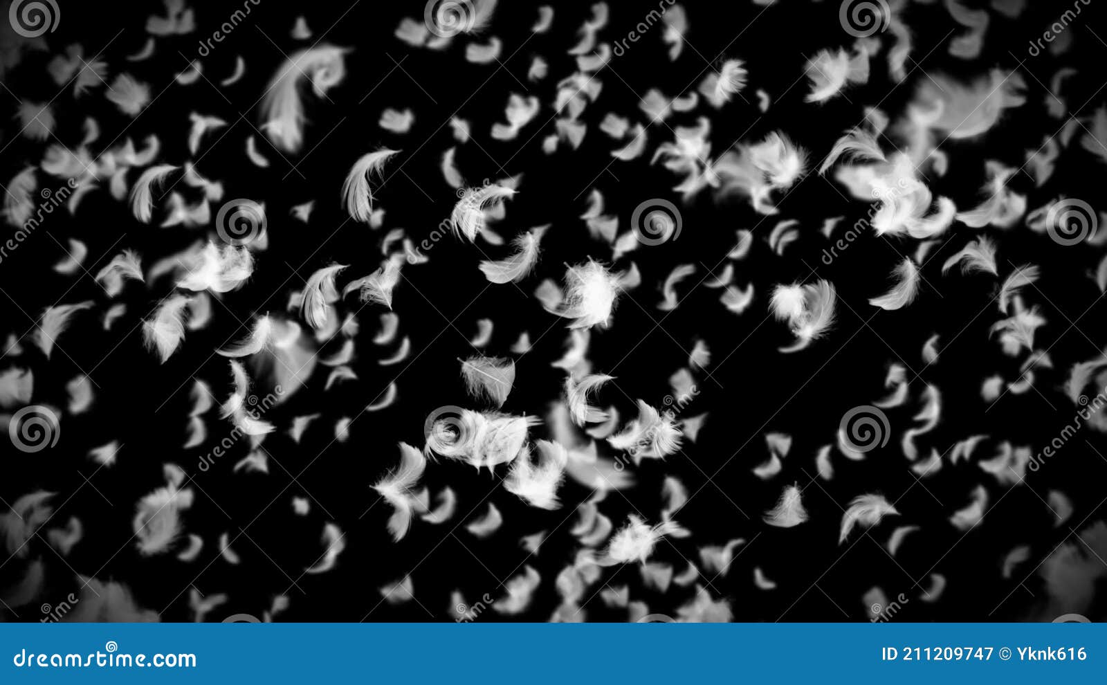 Flying Many White Feathers. Beautiful Feather Floating. Happiness. 3D ...