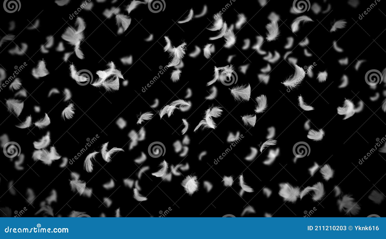 Flying Many White Feathers. Beautiful Feather Floating. Happiness. 3D ...